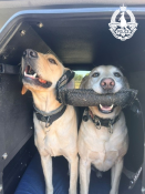 NT Police Dogs continue to lead the pack in Katherine | NT Police, Fire ...